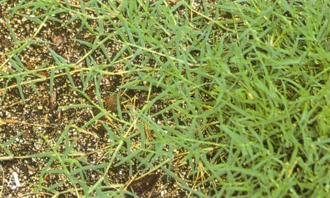 Names of Cattle Grass, Pictures, Scientific Name, Nutrient & Health Benefit