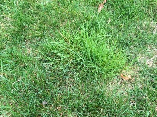 Names of Cattle Grass, Pictures, Scientific Name, Nutrient & Health Benefit