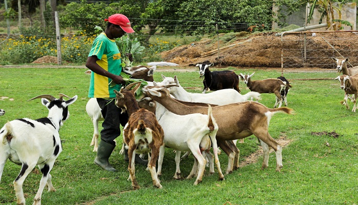 How To Start Goats Business In Nigeria ( Types & Requirements ...