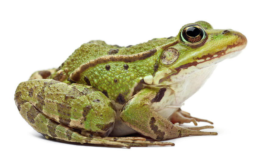 Dreams About Frogs (General And Biblical Meaning). - School Drillers