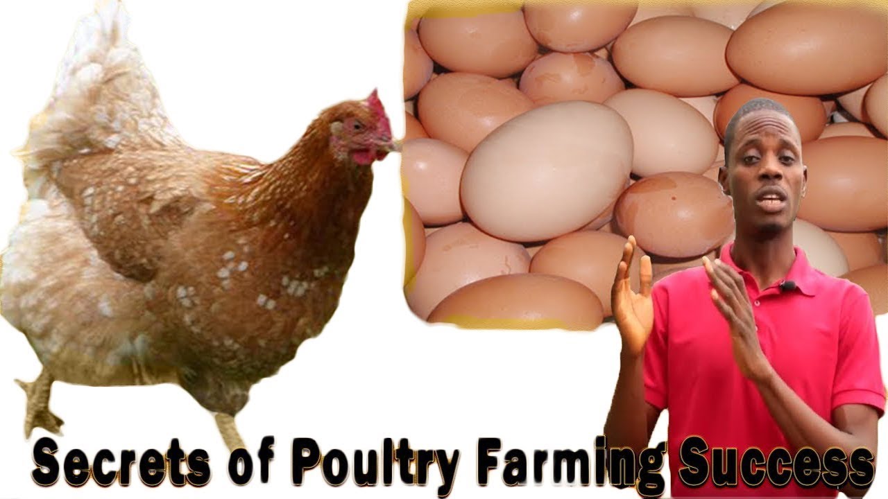 How To Start Animal Farming Business at Amelia Rojas blog