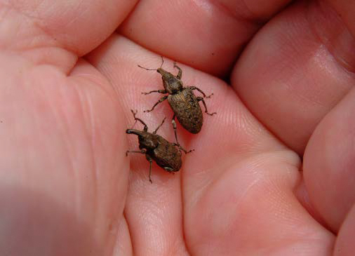 Best Way To Control Weevil In Foods. - School Drillers