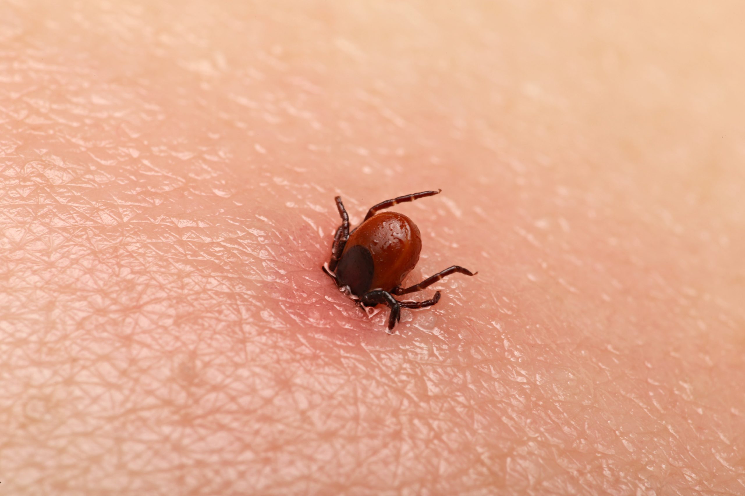 Most Dangerous Ticks that can Transmit Disease to Humans