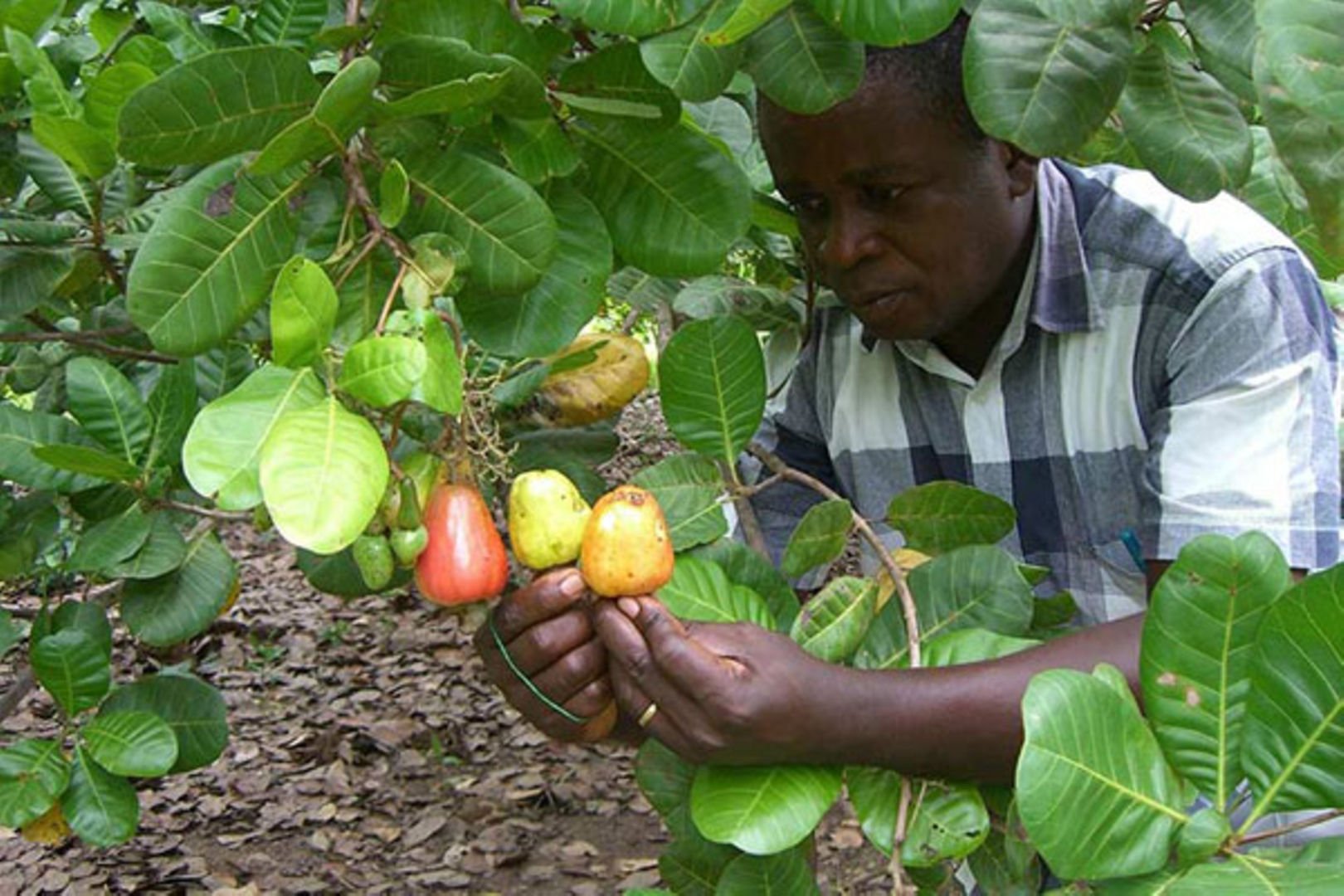 Tips You Need To Start Cashew Plantation Business - School Drillers