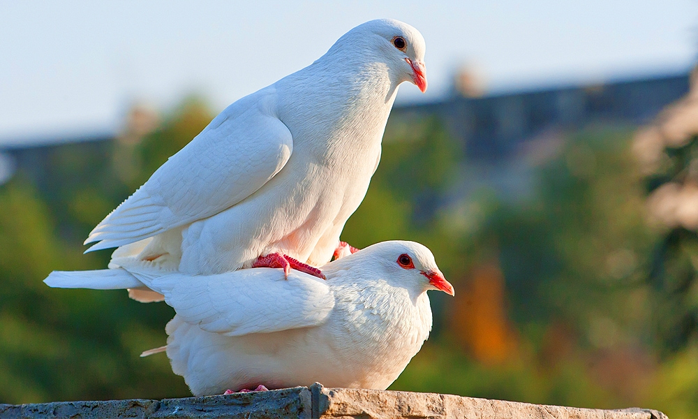 The Spiritual Meaning Of Doves - School Drillers