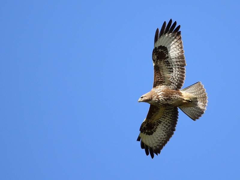Spiritual Meaning Of Buzzards - School Drillers