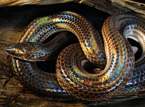 Biblical Meaning of Snake Dreams