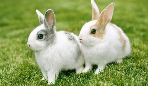 The Dream Meaning Of White Rabbit - School Drillers