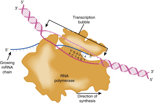 How Cell Uses DNA And RNA To Direct Protein Synthesis - School Drillers