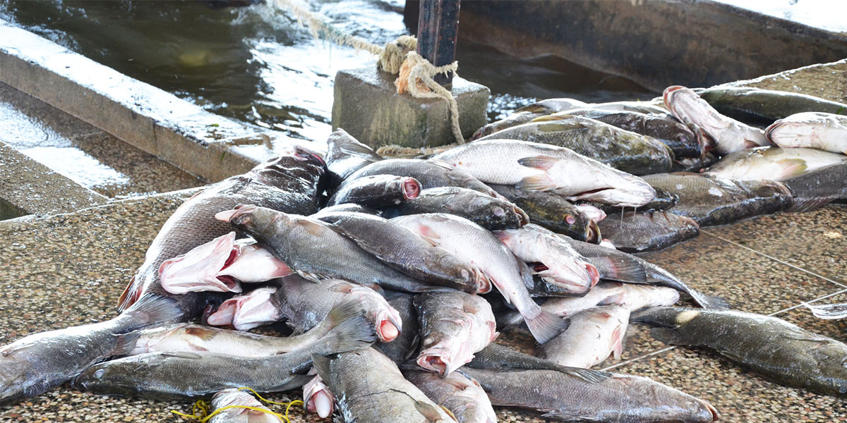 All You Need To Start Fish Farming In Uganda - School Drillers