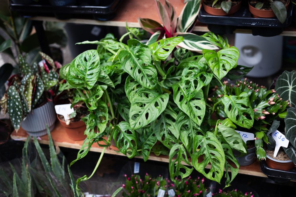 What Are The Benefits Of Swiss Cheese Plant School Drillers