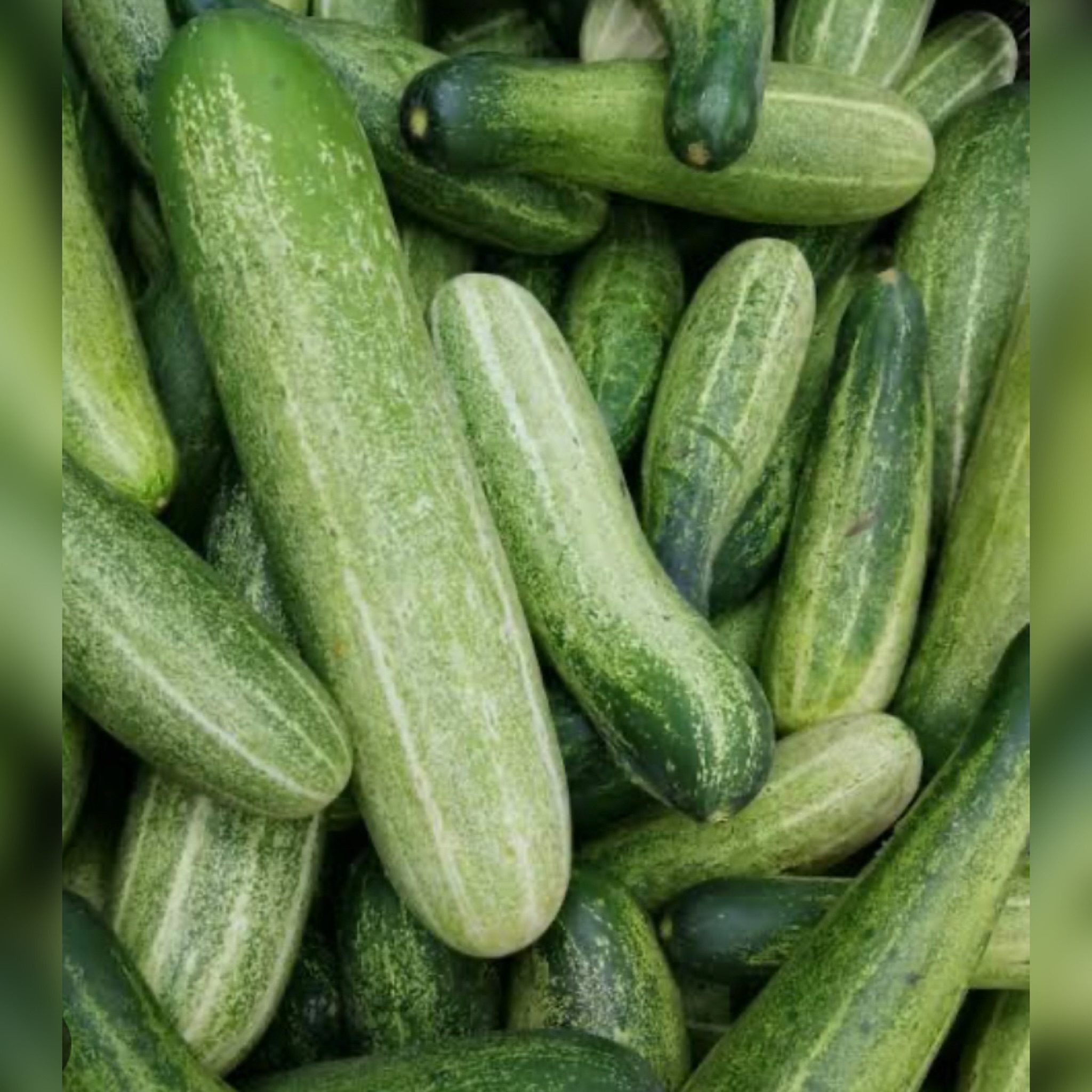What Are 10 Health Benefits of Cucumbers?