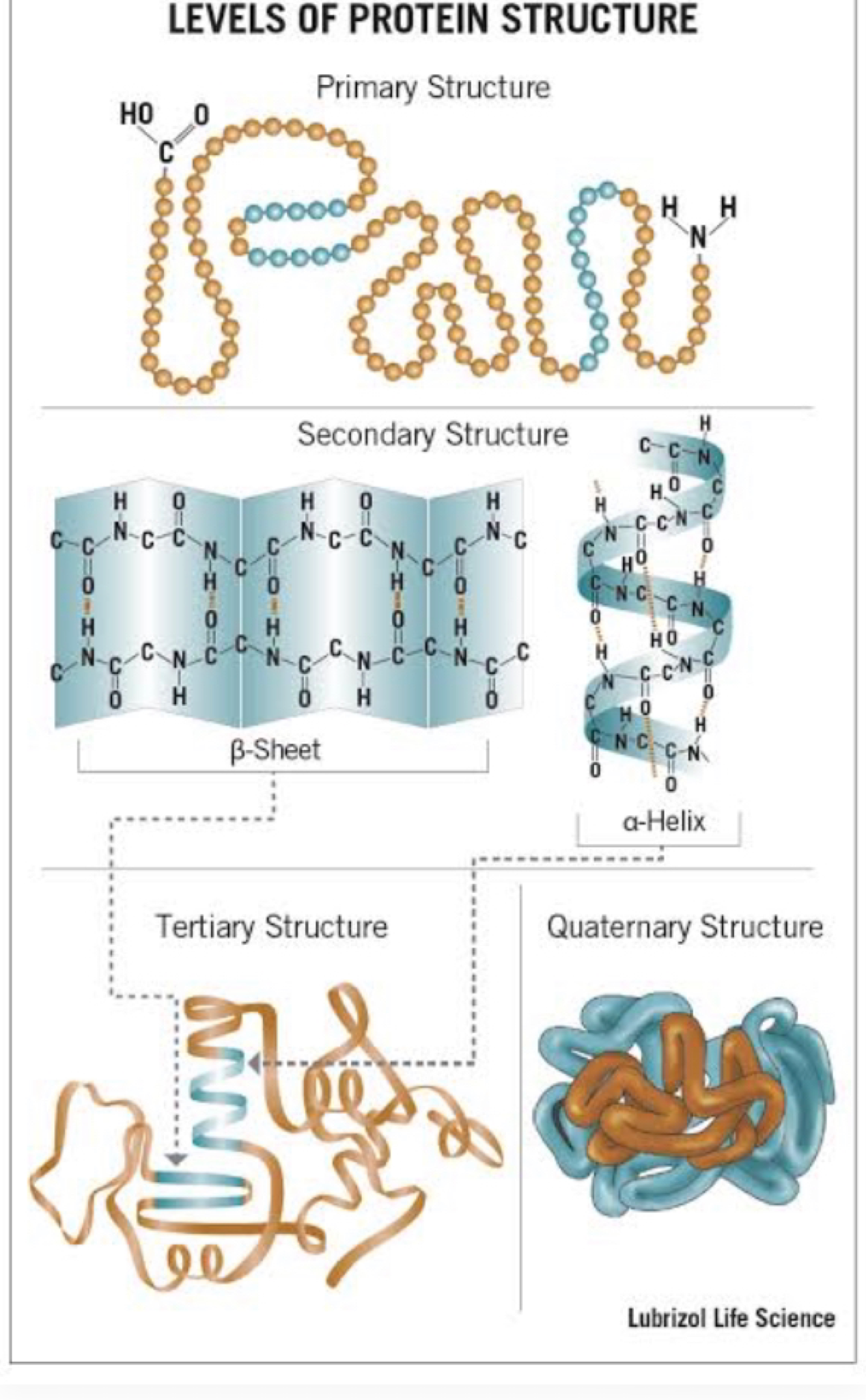 The Secondary Level of Protein Structure