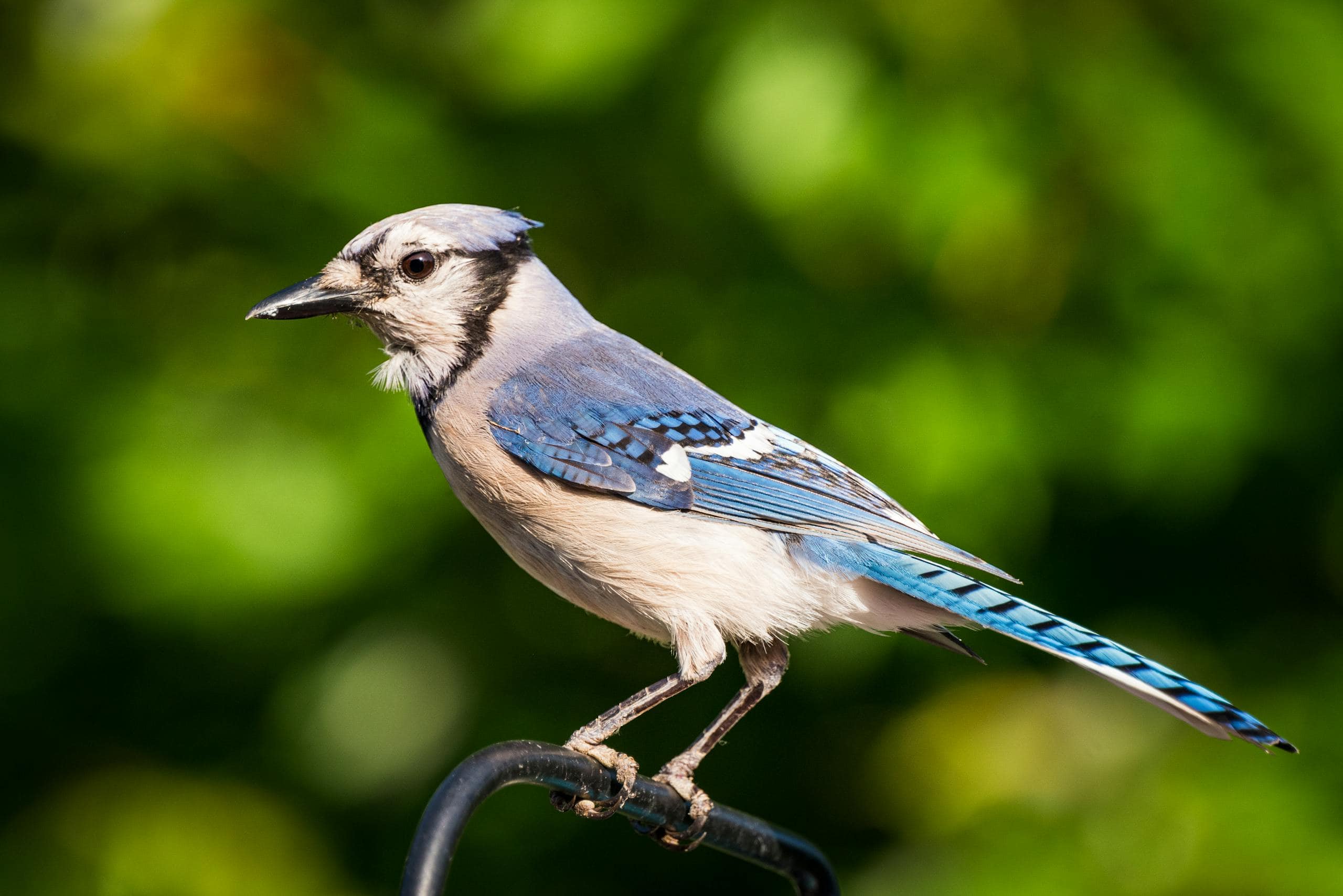 Blue Jays Spiritual Meaning: Spiritual Message of a Blue Jay - School ...