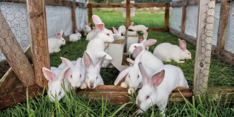 How To Start Rabbit Business In Nigeria - School Drillers