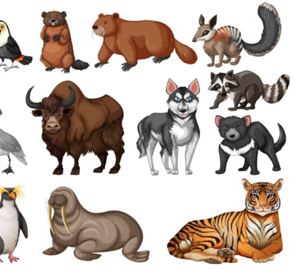 Different Types Of Animals And Their Characteristics - School Drillers