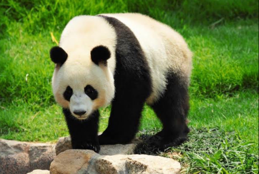 List Of The Giant Panda Scientific Names - School Drillers