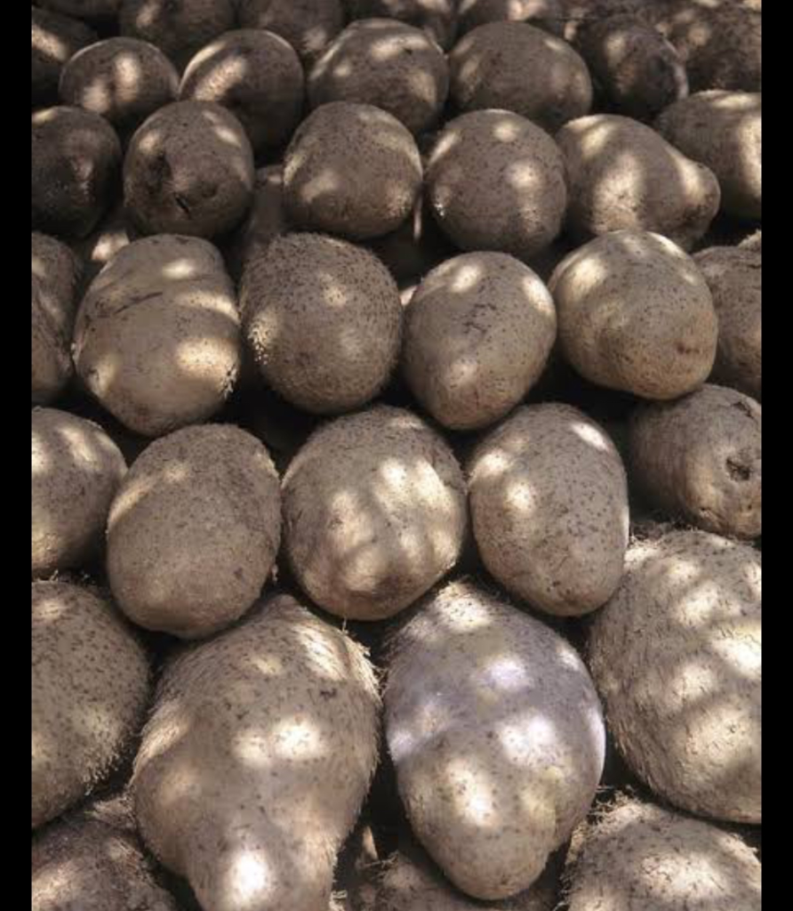 Top 10 Highest Yam Producing States In Nigeria - School Drillers