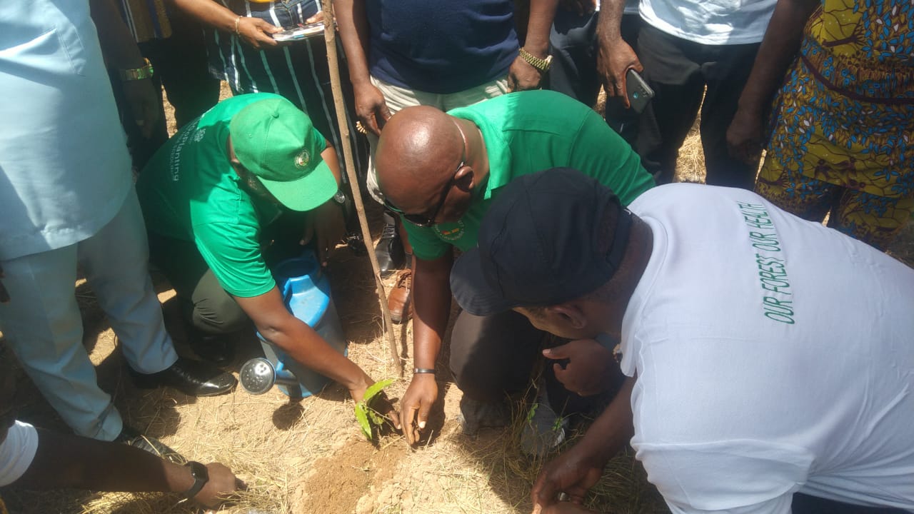 Why Is Tree Planting Important In Nigeria? - School Drillers