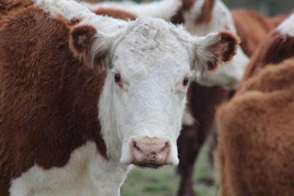 Top 10 Animal Breeds For High-Quality Meat Production - School Drillers