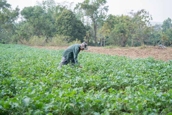 10 Benefits Of Crop Rotation For Sustainable Farming - School Drillers