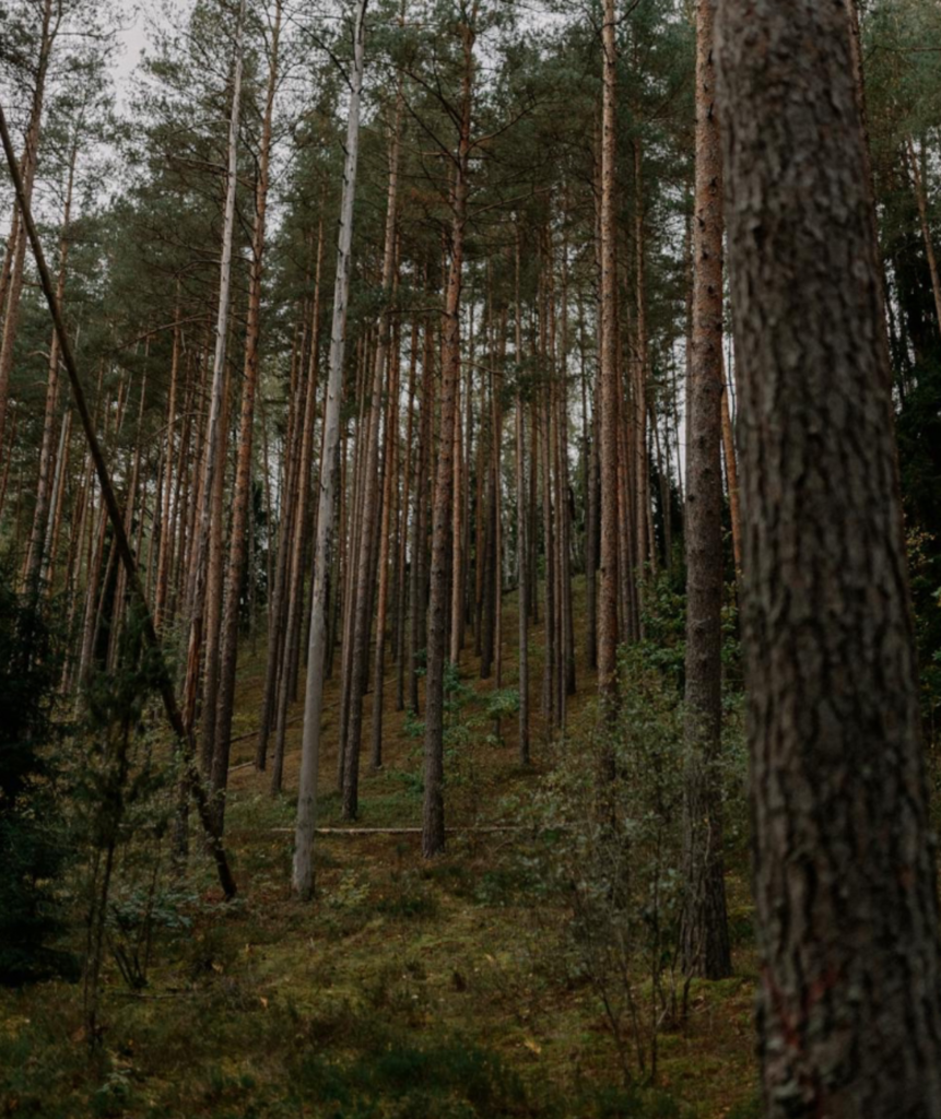 7 Reasons Why Environmental Studies Is Important - School Drillers